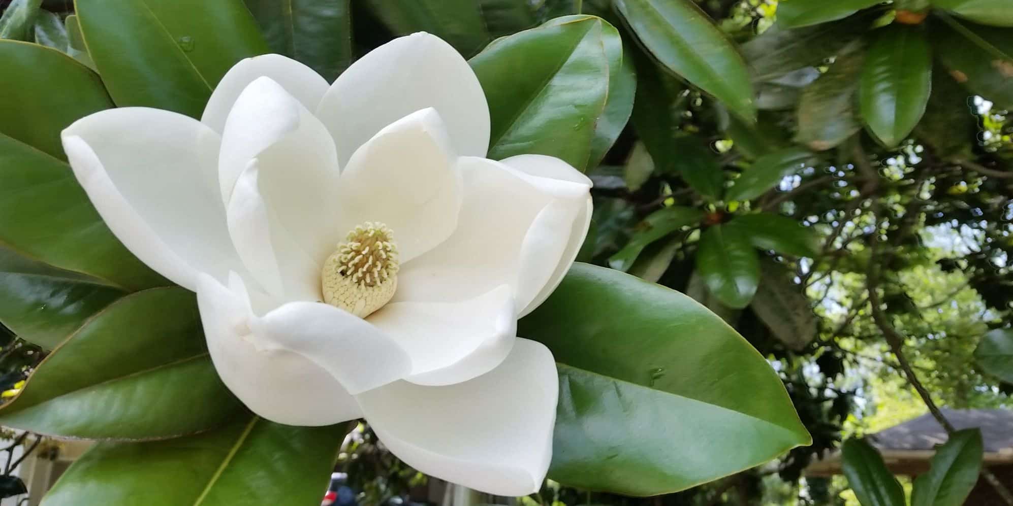 Culture, entretien et plantation du magnolia | Newzy Executive
